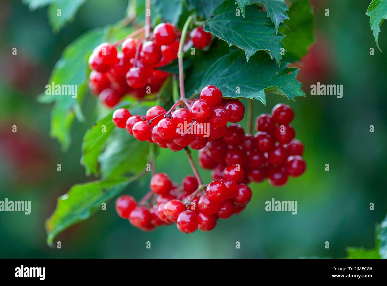 Branch of red viburnum or guelder rose with ripe berries on bush ...