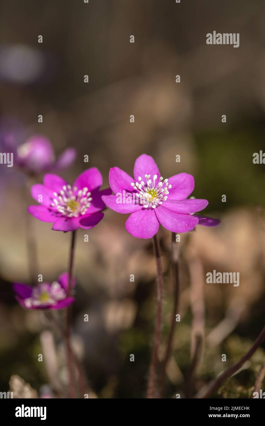 Blooming liverworts (Hepatica nobilis) of rare pink color Stock Photo ...