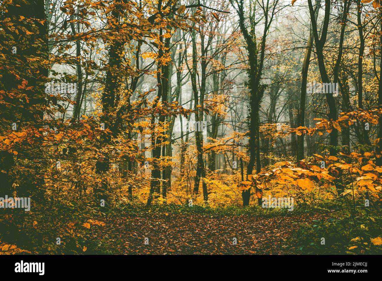 Beautiful view foggy forest hi-res stock photography and images - Alamy