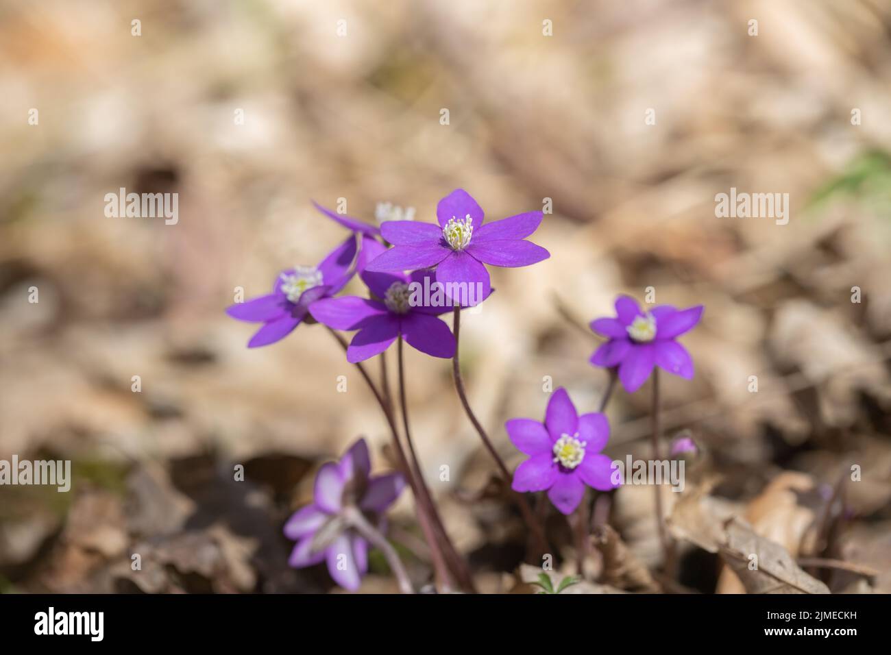 Group of wild growing liverwort blossoms (Hepatica nobilis) with rare ...