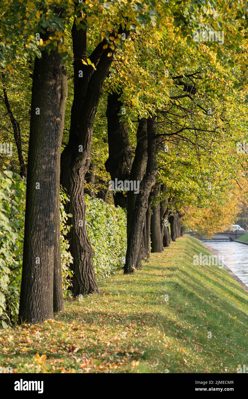 Lush trees with yellowed leaves and green shrubs grow in autumn park ...