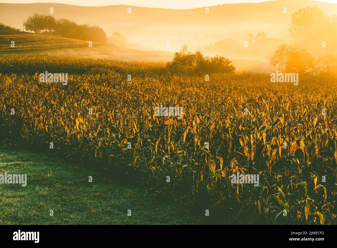 Amazing panorama of golden corn fields in autumn sunrise Stock Photo ...