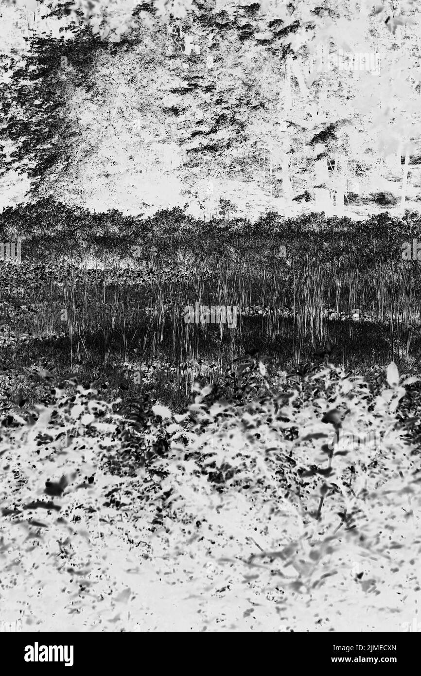 A typical calm summer meadow in the deep wild woods in black and white ...
