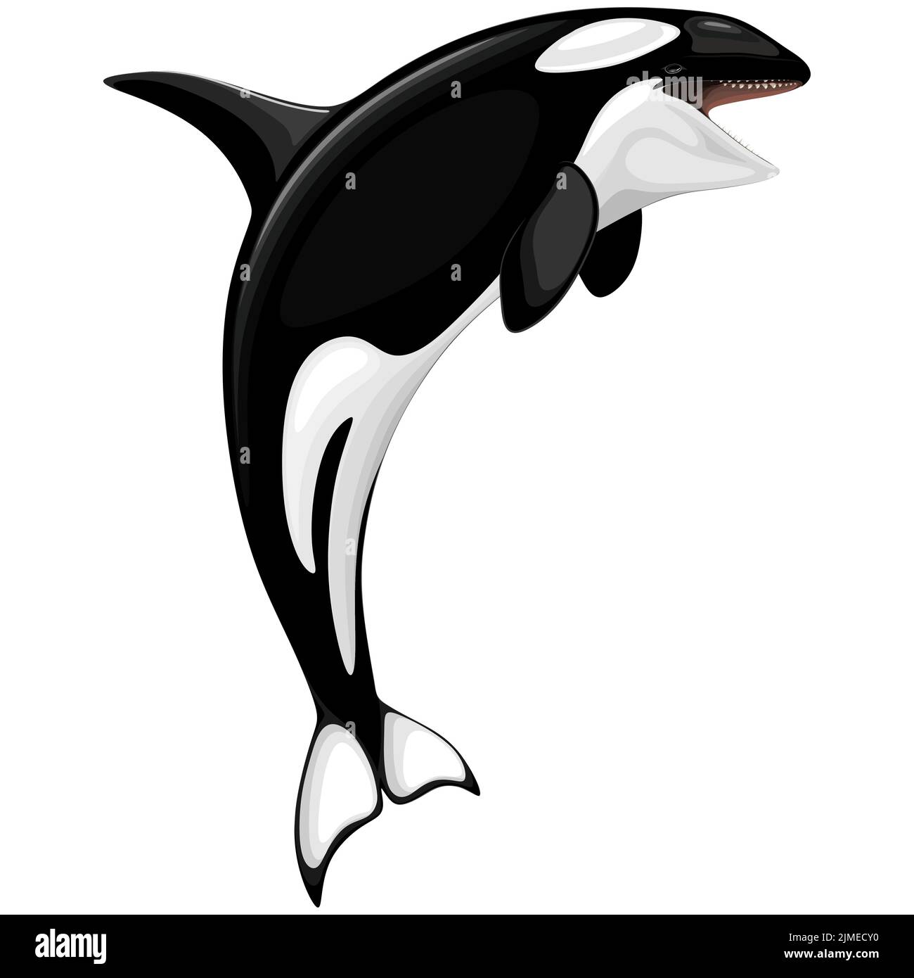 Orca Jumping Drawing