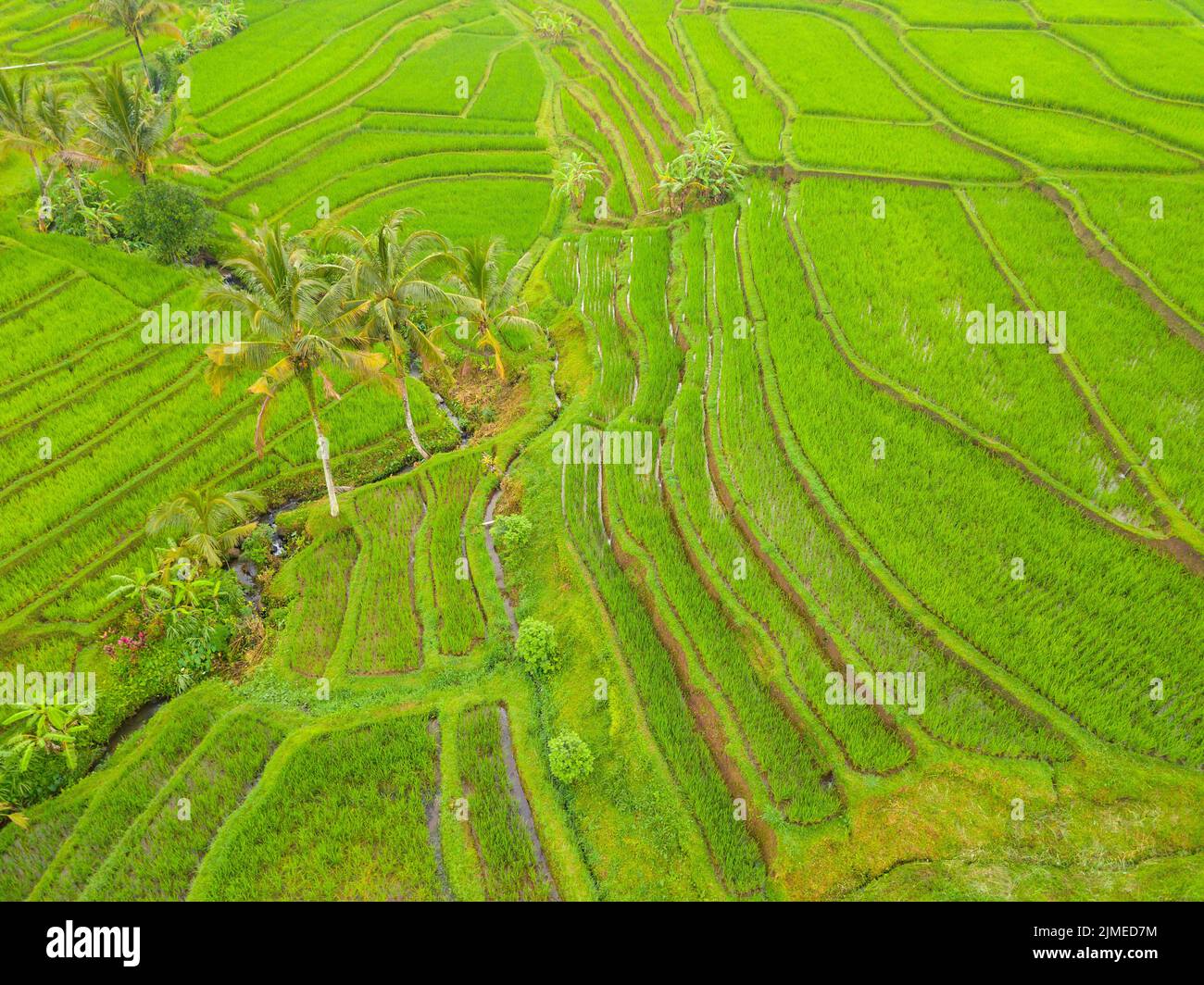 Terraces of Rice Fields and Palm Trees. Aerial View Stock Photo - Alamy