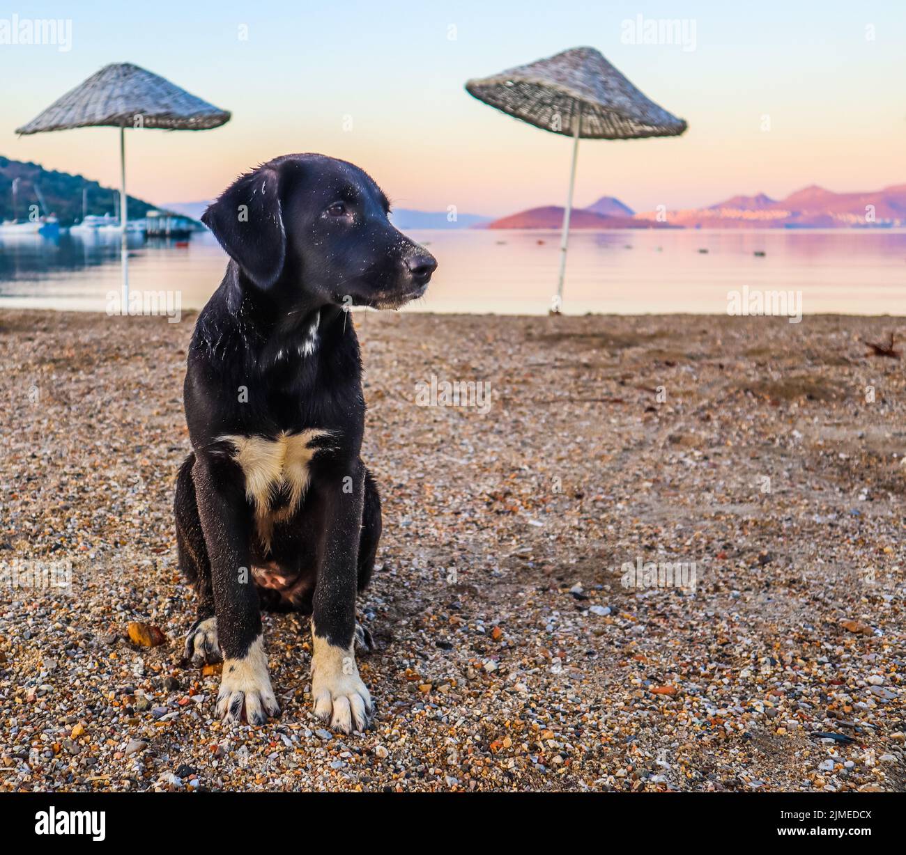 Young dog on the beach at sunrise Stock Photo - Alamy