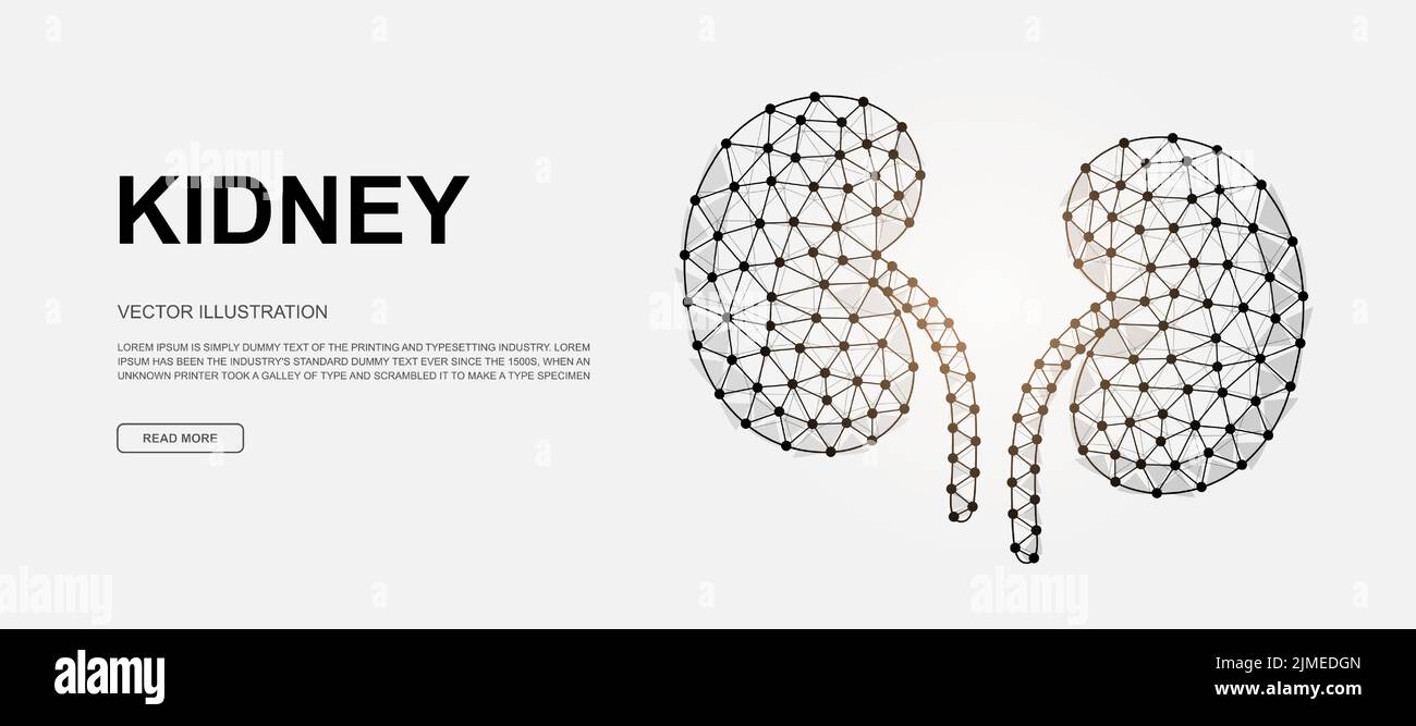 Kidneys 3d low poly symbol for landing page template. Urinary design illustration. Polygonal ...