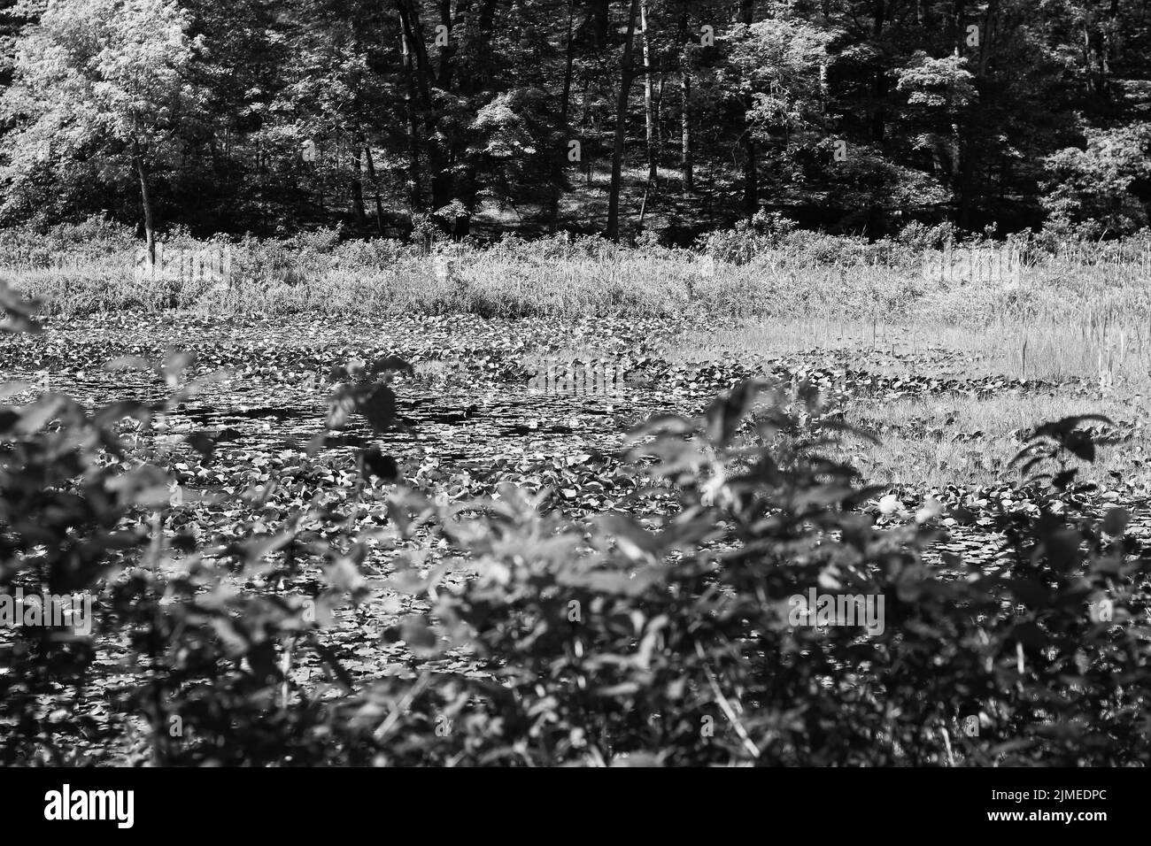 A typical calm summer meadow in the deep wild woods in black and white ...
