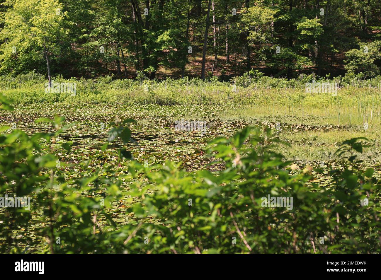 A typical calm summer meadow in the deep wild woods Stock Photo - Alamy