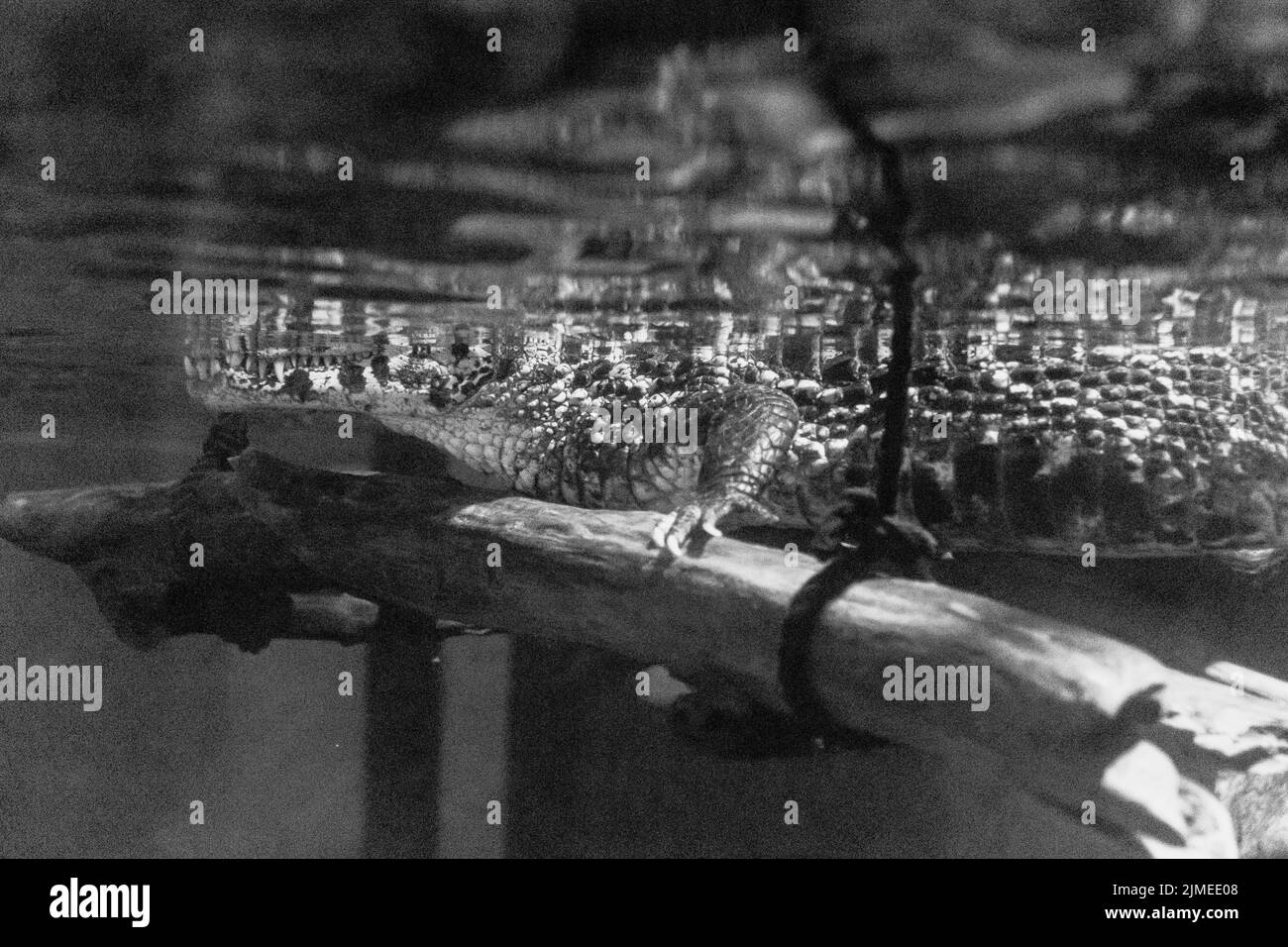 A grayscale shot of an alligator on underwater wooden log Stock Photo ...