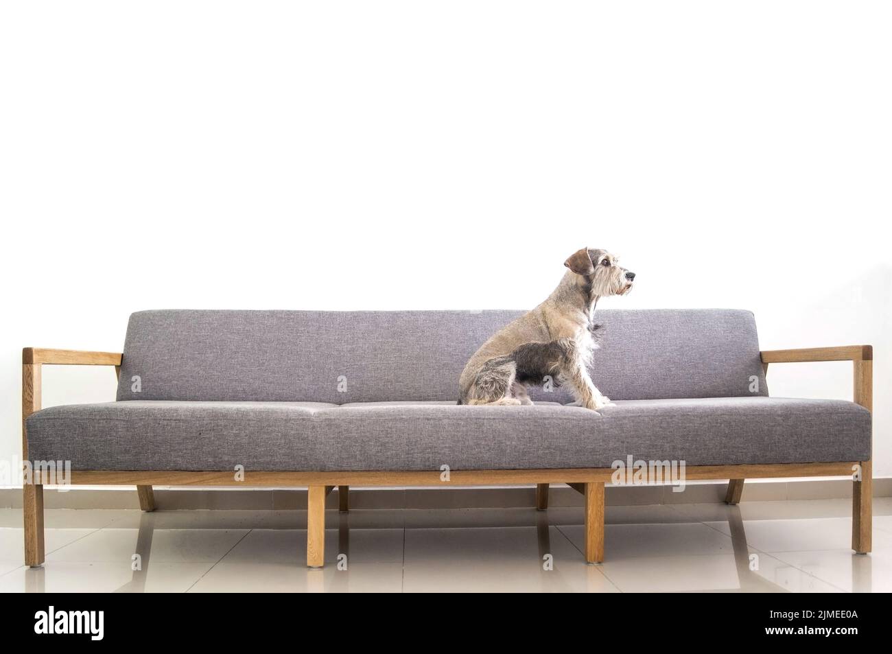 A side view of adorable Miniature Schnauzer dog on gray modern ...