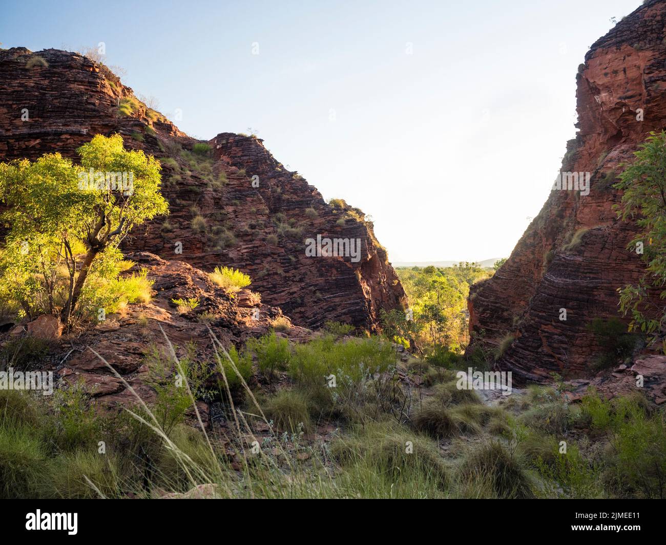 Vegetation near a gap between quartz sandstone and congolmerate ...