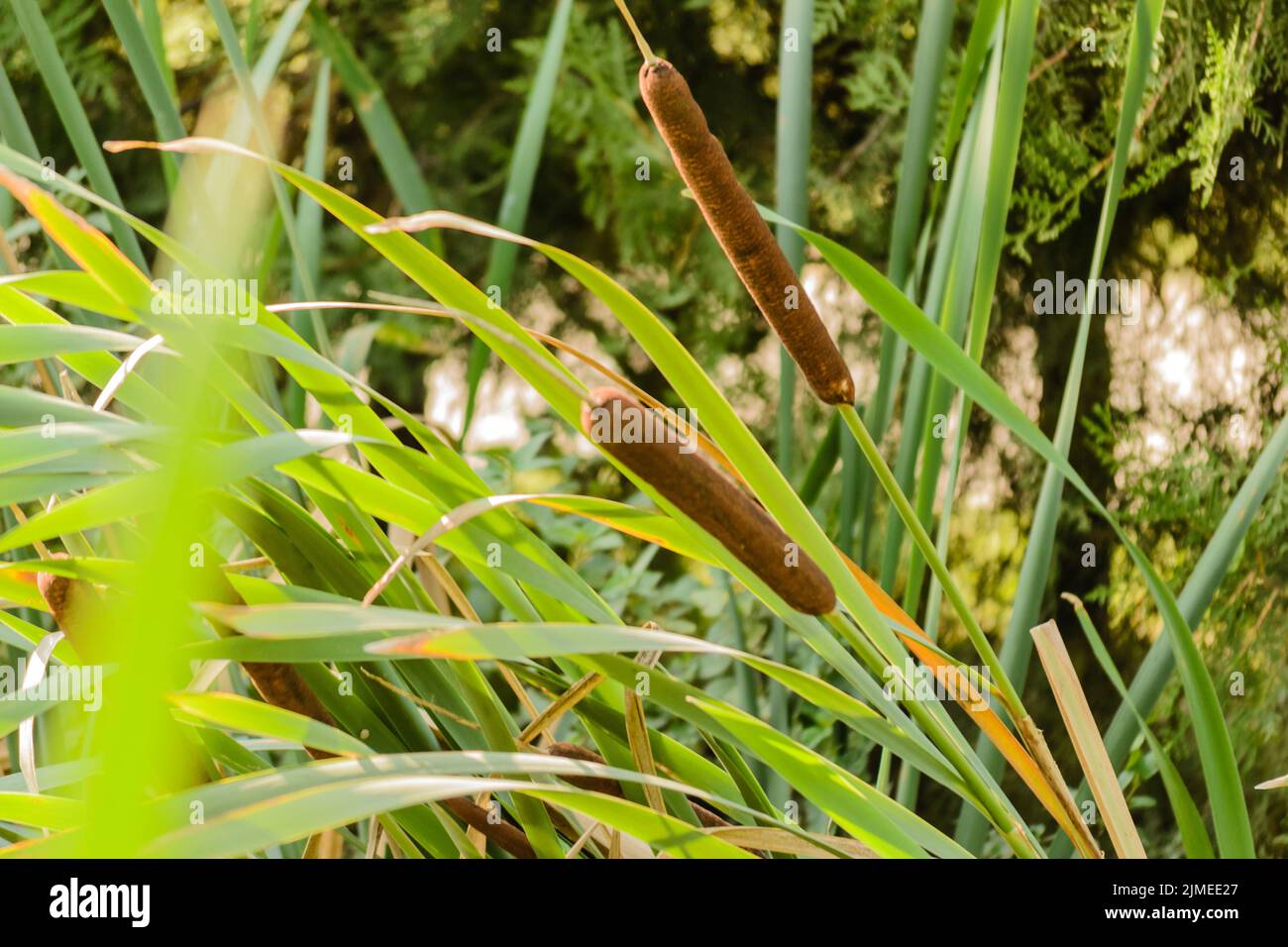 Typha angustifolia flower hi-res stock photography and images - Alamy