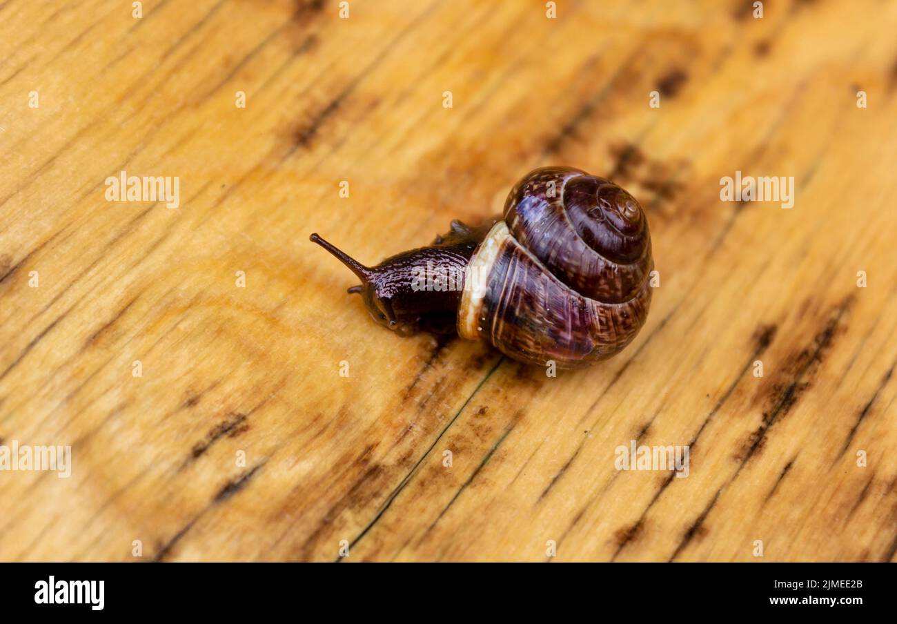 Extract of a snail hi-res stock photography and images - Alamy