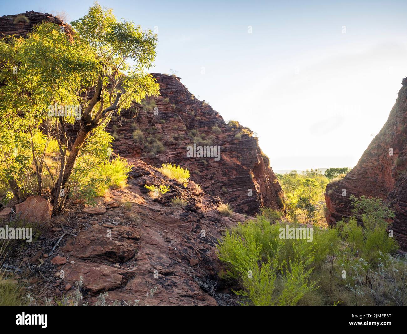 Vegetation near a gap between quartz sandstone and congolmerate ...