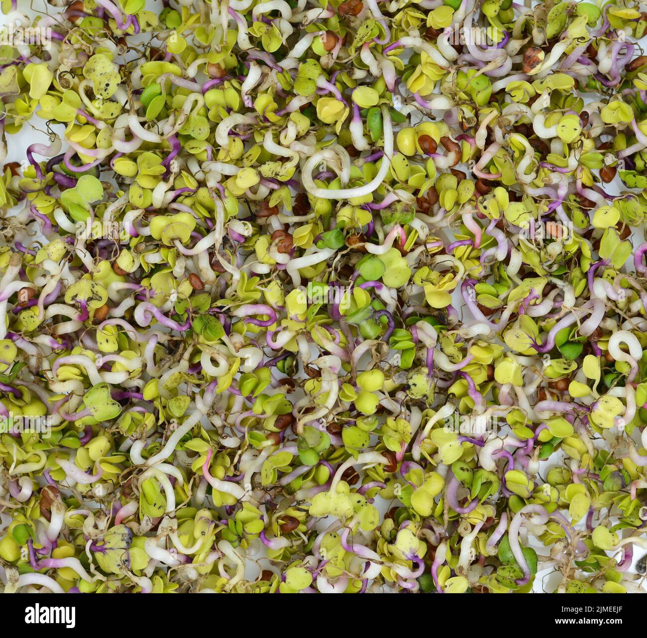 Radish germs background. Organic Sprouted Daikon Radish With Seeds And ...