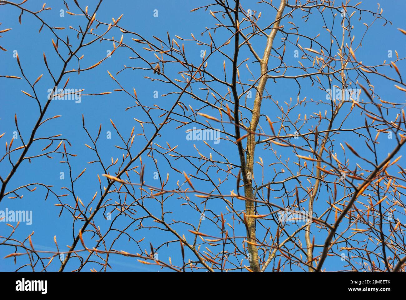 beech in spring in brittany Stock Photo - Alamy