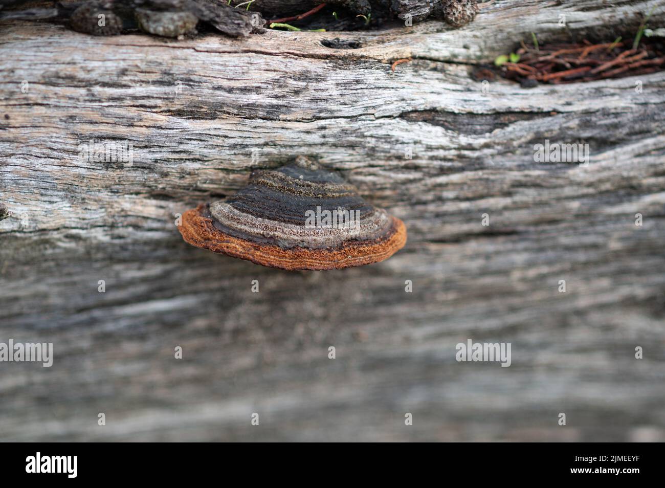 shelf fungus on old wood Stock Photo - Alamy