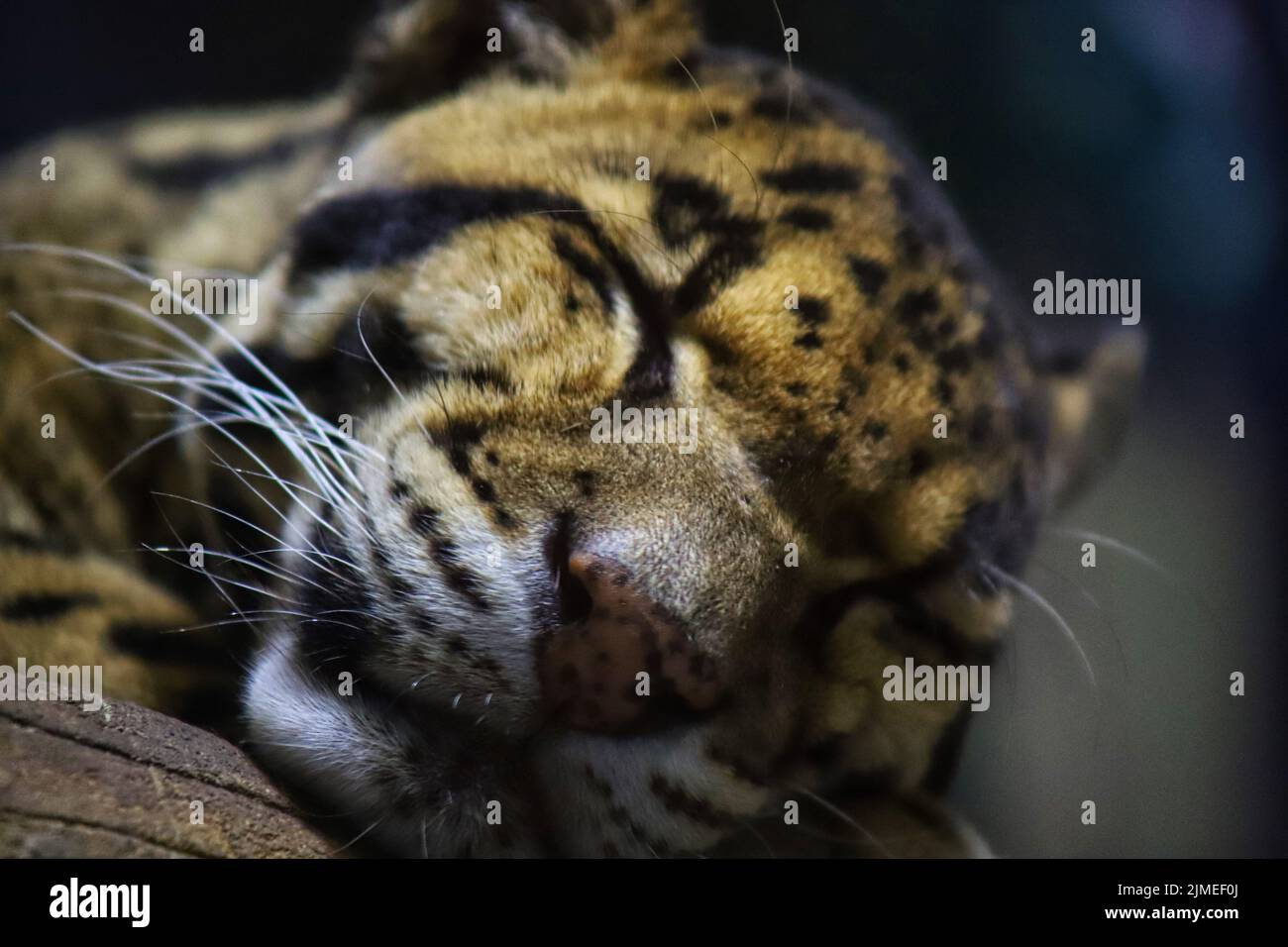 Clouded leopard hi-res stock photography and images - Alamy