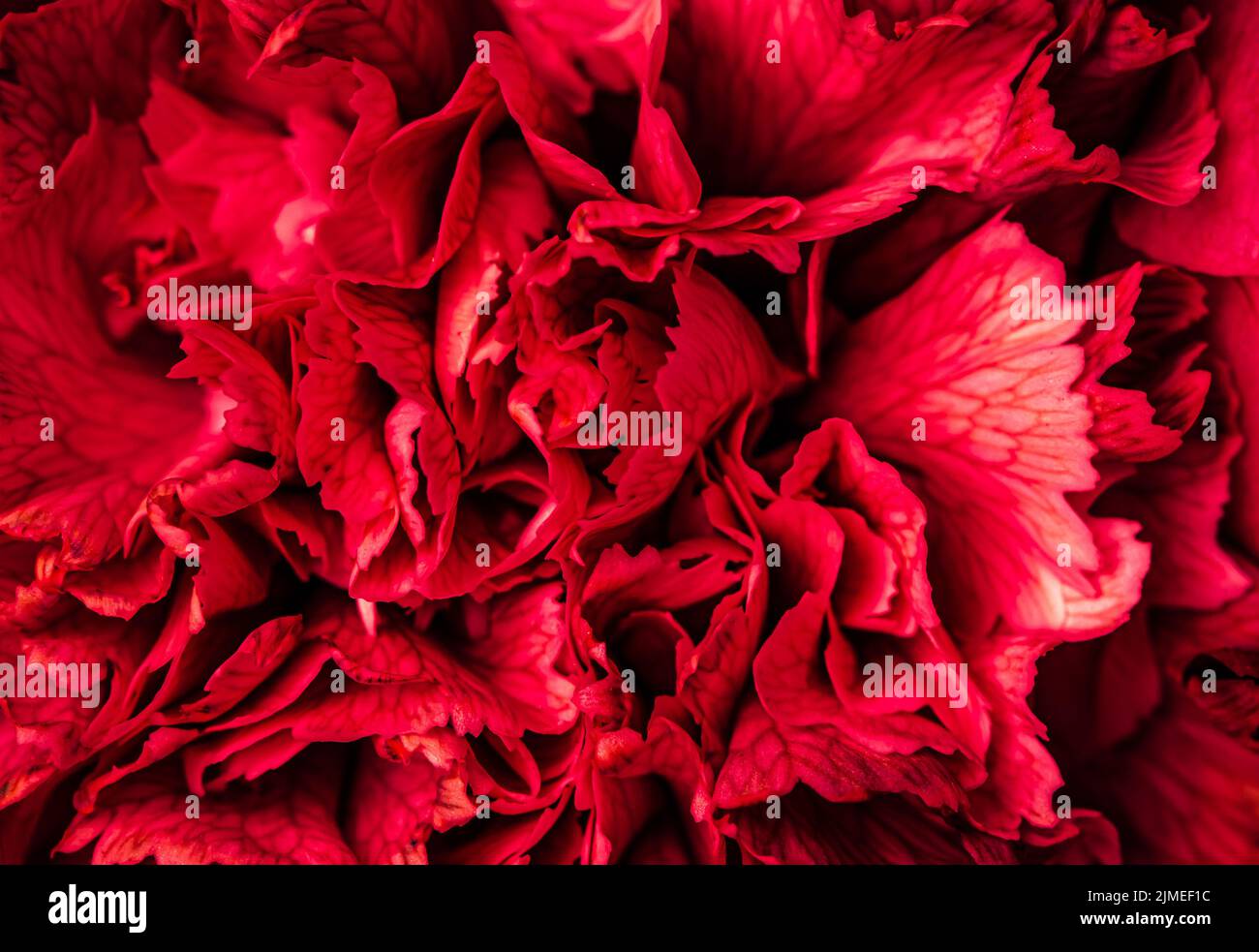 Abstract floral background, red carnation flower petals. Macro flowers ...