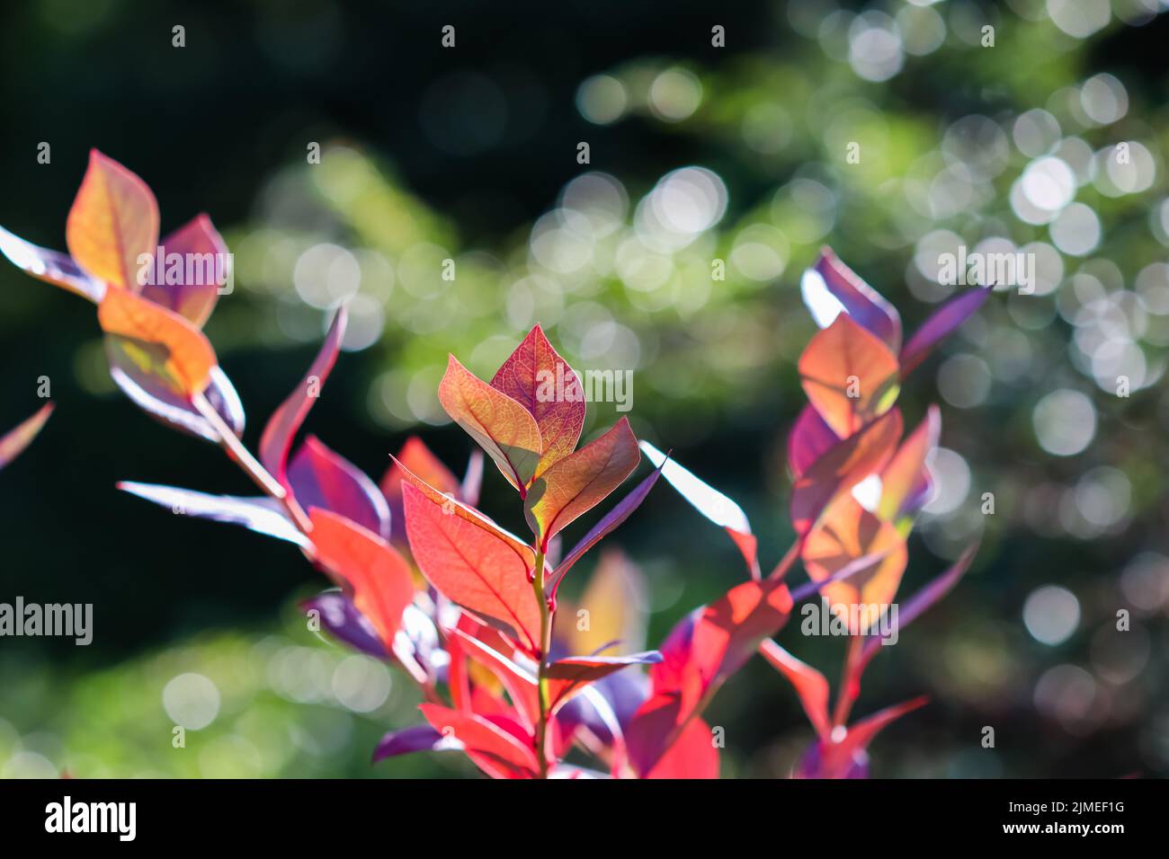 Red leaves on a branch of a blueberry bush in the garden. Blurred ...