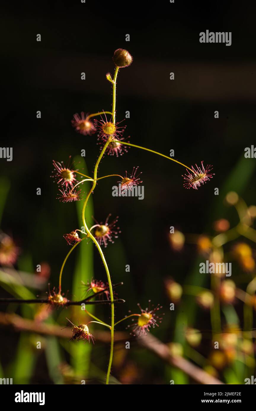 Australian native sundew hi-res stock photography and images - Alamy