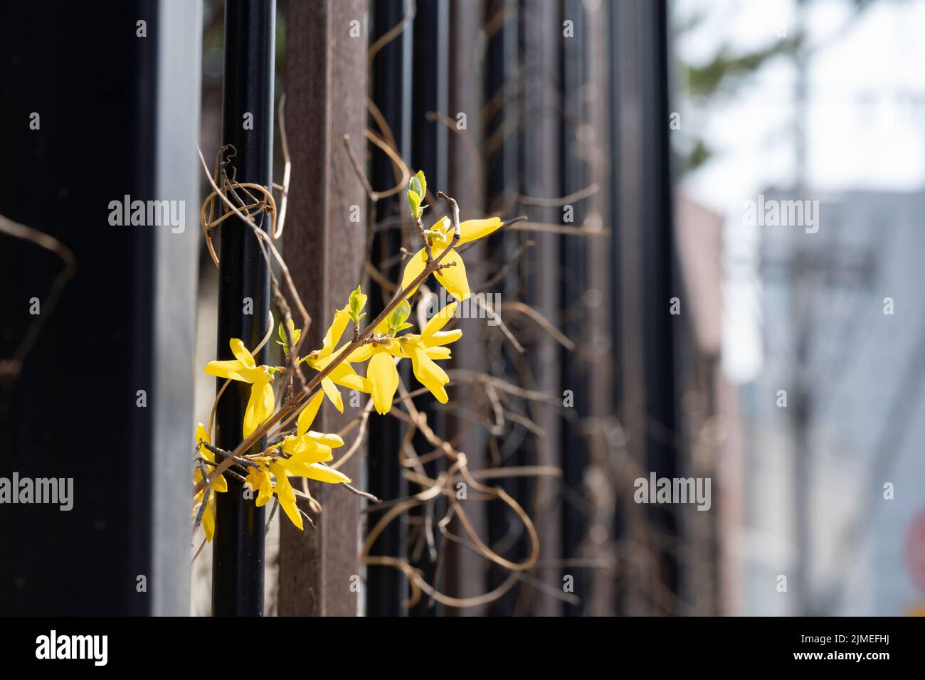 A branch of a flowering forsythia bush sticks out of the gap between ...