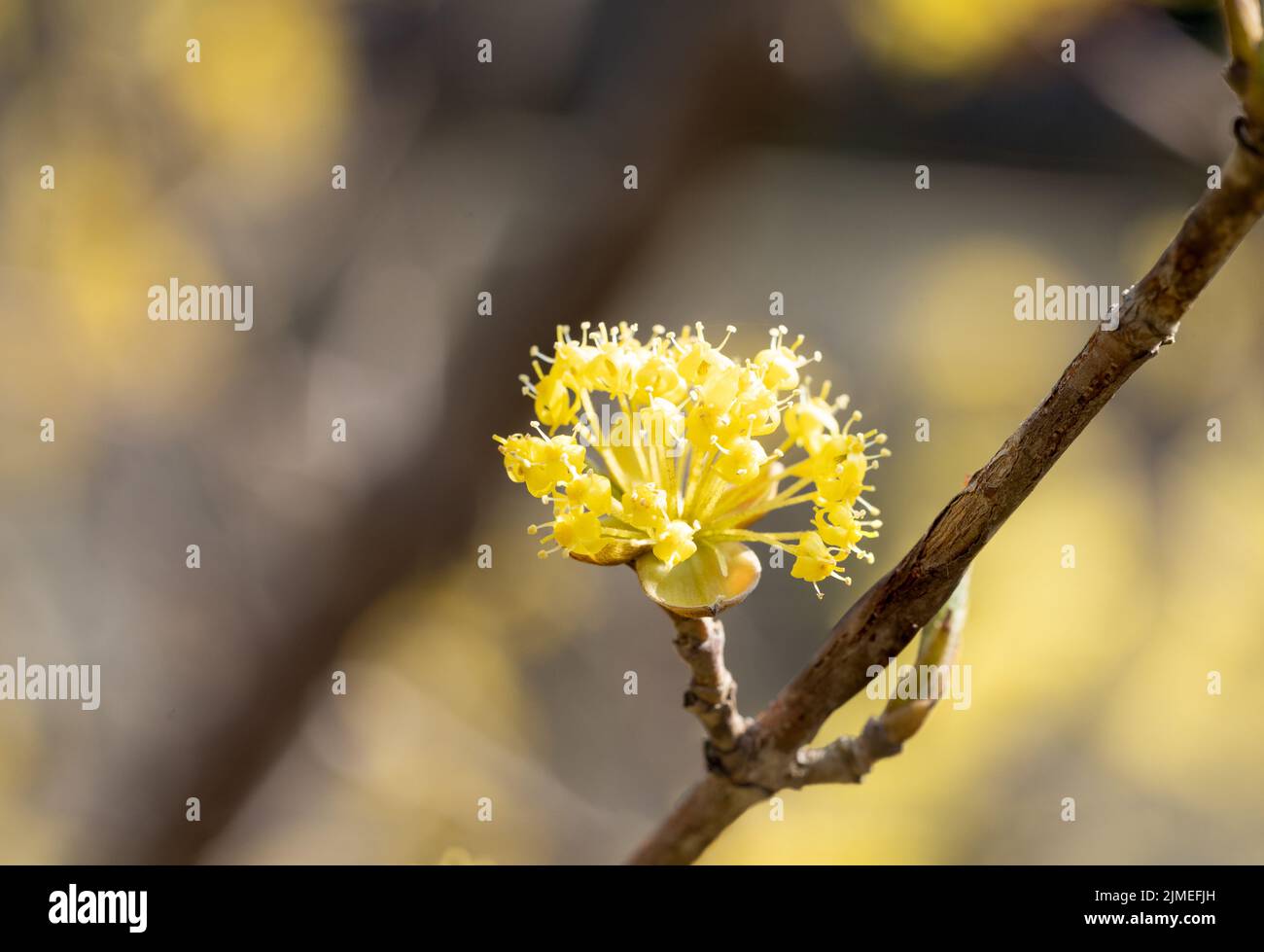 Cornus in spring with yellow flowers. Spring background with beautiful ...