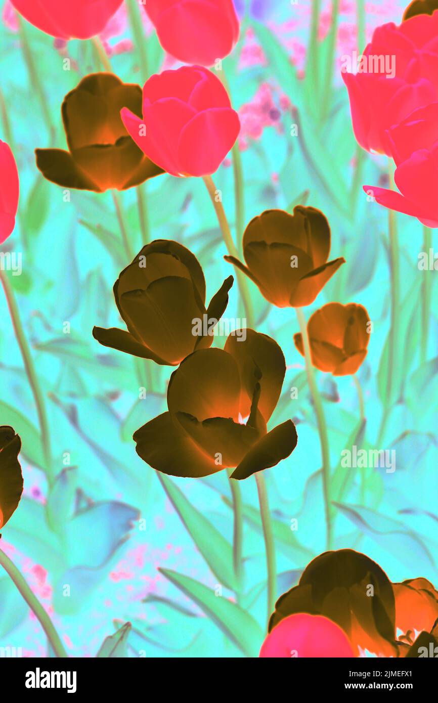 Fresh spring tulips growing in the sunny flower garden in a colorful ...