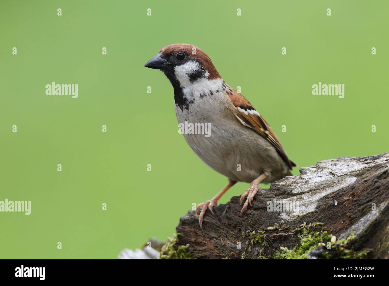 Bird eurasian tree sparrow hi-res stock photography and images - Alamy