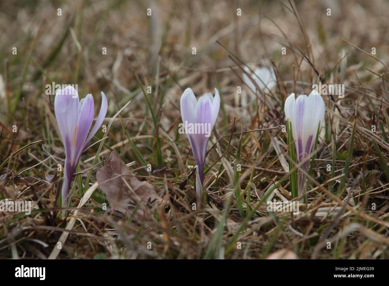 Species crocus hi-res stock photography and images - Alamy