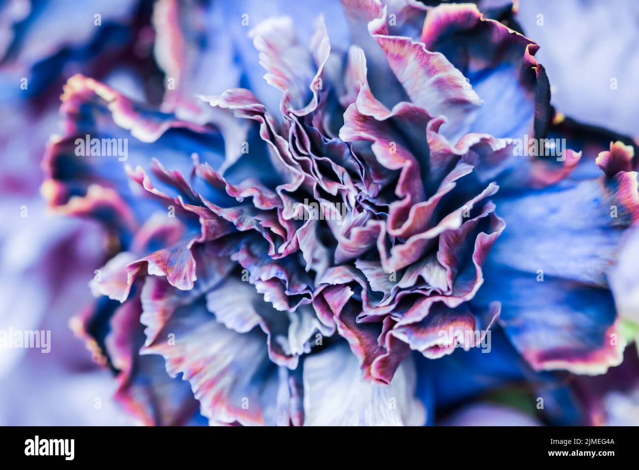 Blue Carnation Flowers Wallpaper