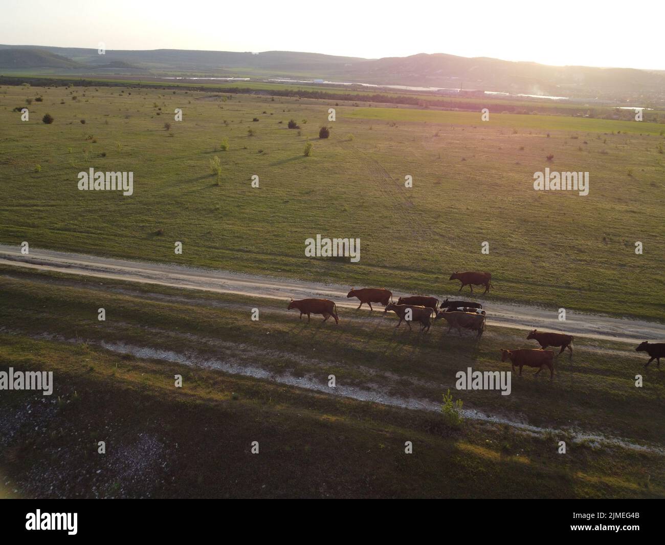 AERIAL: Flying over a small herd of cattle cows walking uniformly down ...