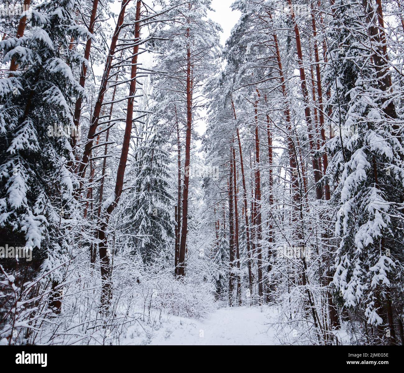 Beautiful forest image hi-res stock photography and images - Alamy
