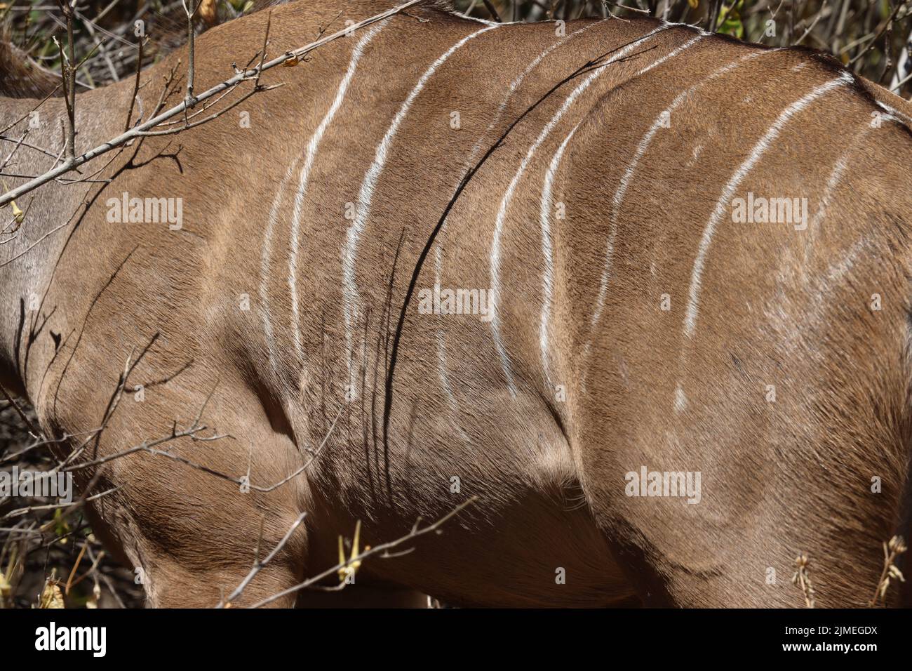 Living in thick bush and scrub the white stripes on the Greater Kudu ...