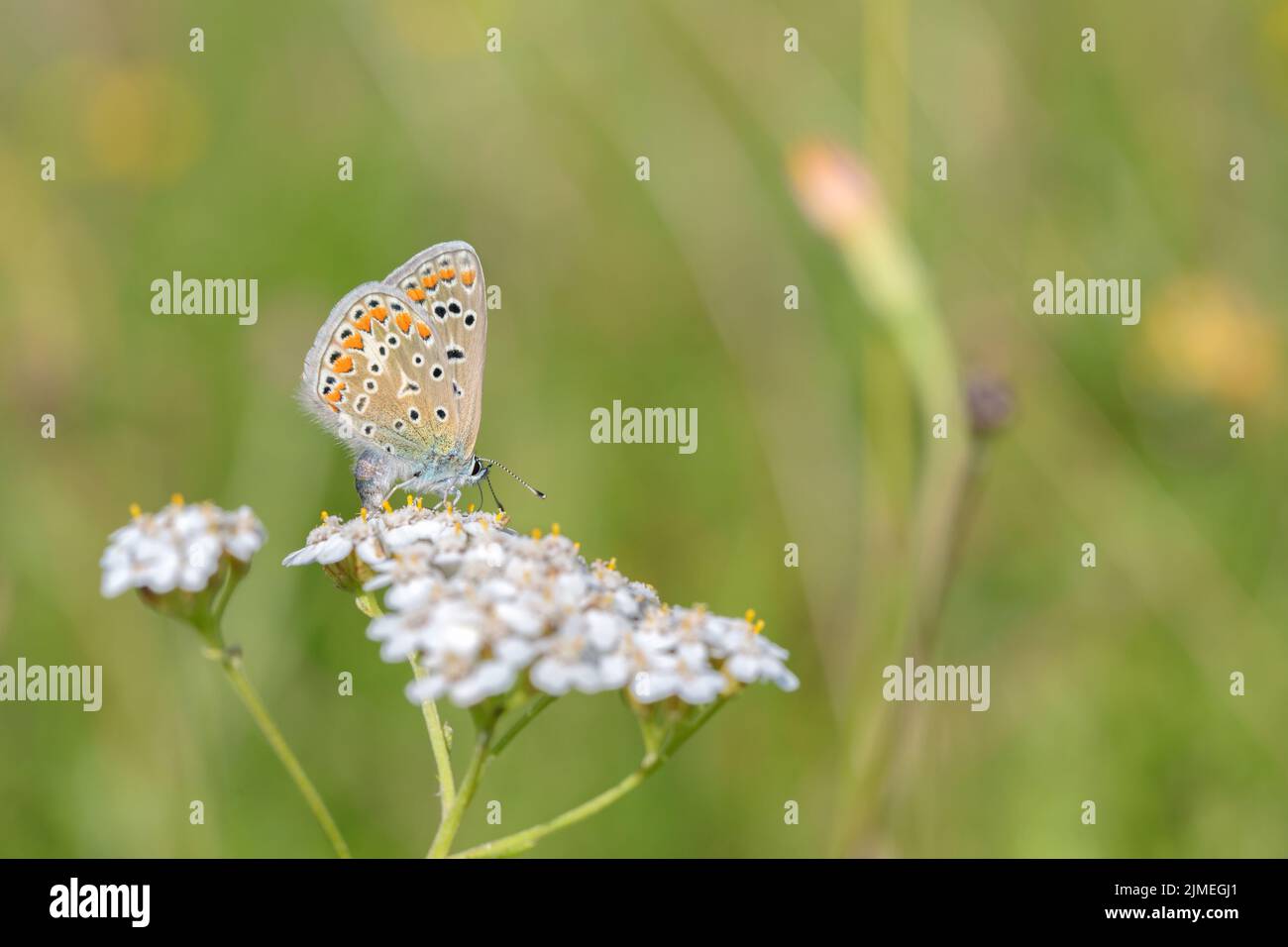 Female common blue butterfly (Polyommatus icarus) at oviposition Stock ...