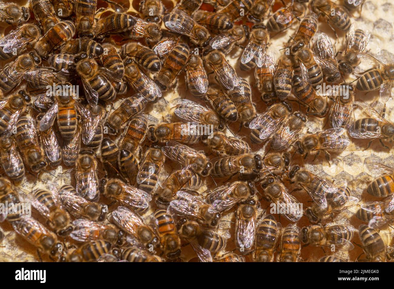 Bees (Apis mellifera) in a hive producing honey, Sussex, Britain Stock ...