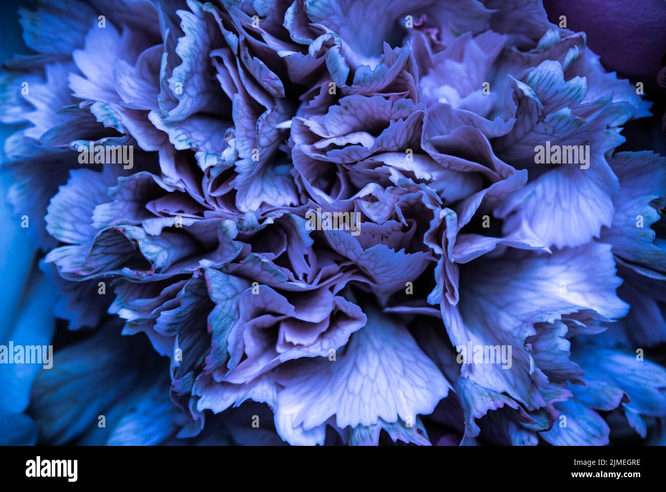 Dark Blue Carnations