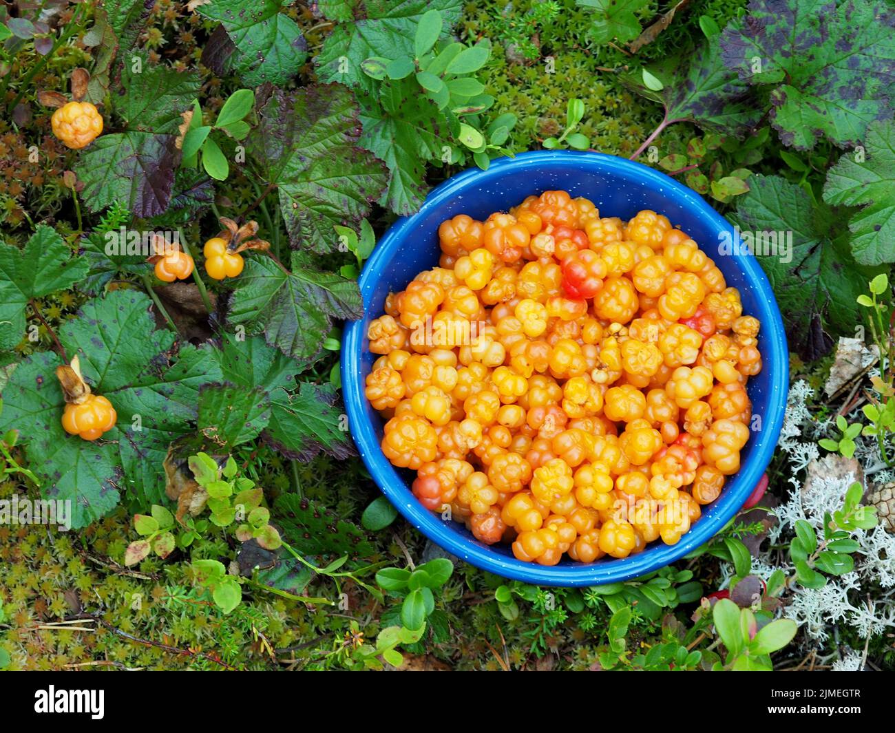 Chamaemorus hi-res stock photography and images - Alamy