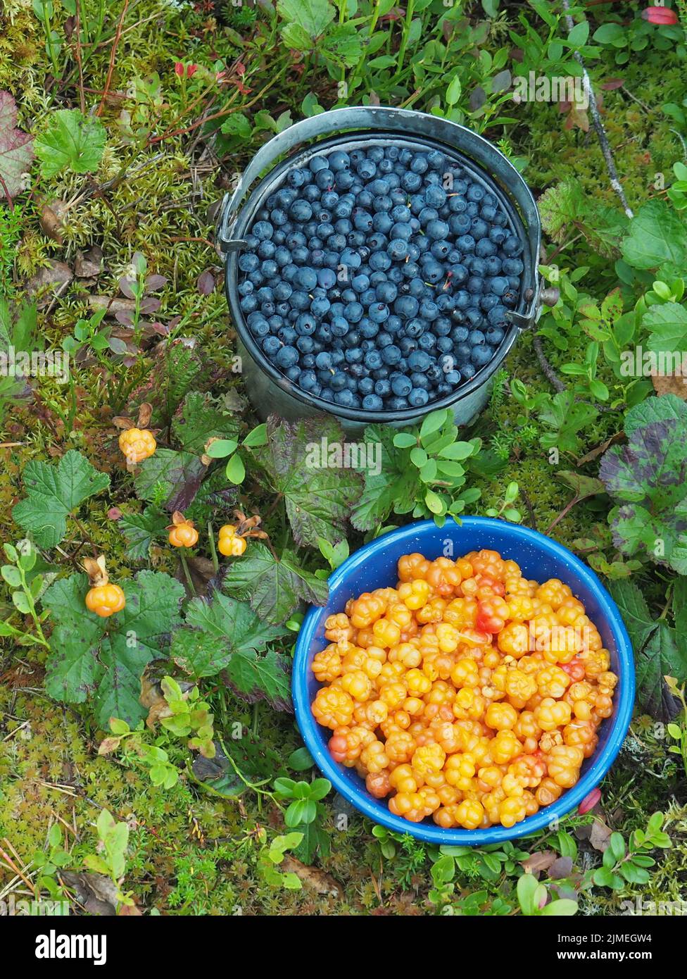 Swamp blueberries hi-res stock photography and images - Alamy