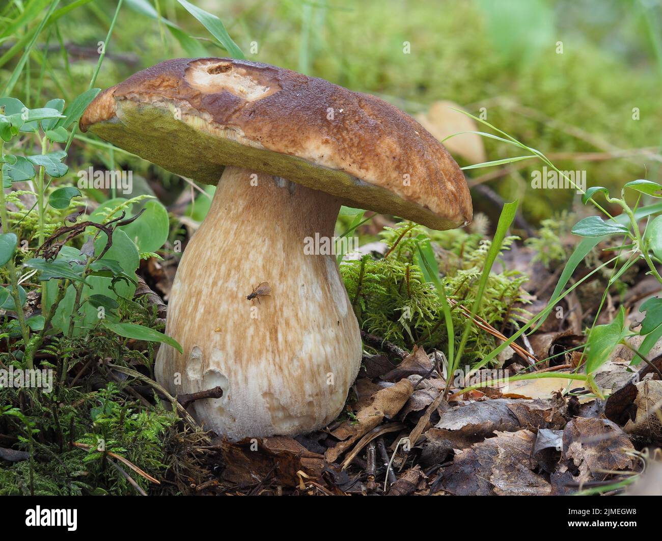 Pine bolete, pinewood king bolete Stock Photo - Alamy