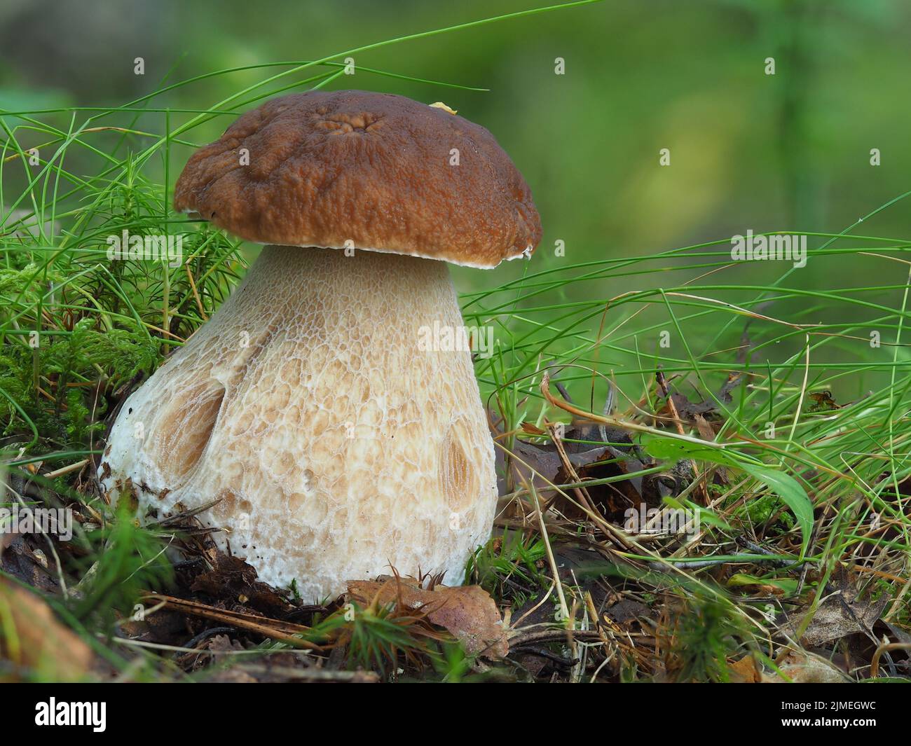 Penny Bun, Cep, Porcini, King Bolete, Boletus edulus Stock Photo - Alamy