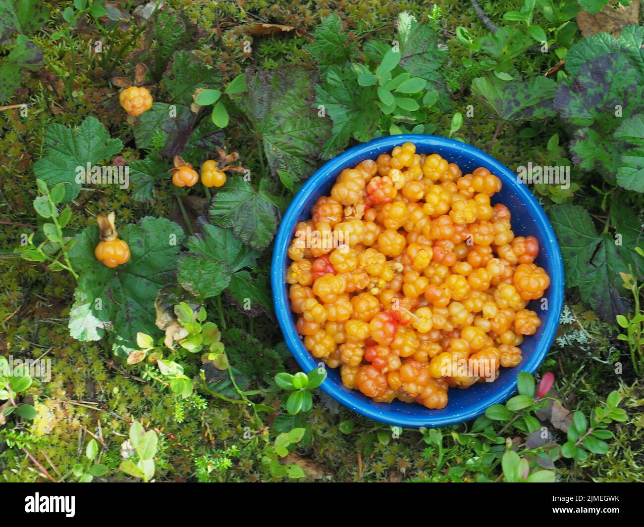 Chamaemorus hi-res stock photography and images - Alamy