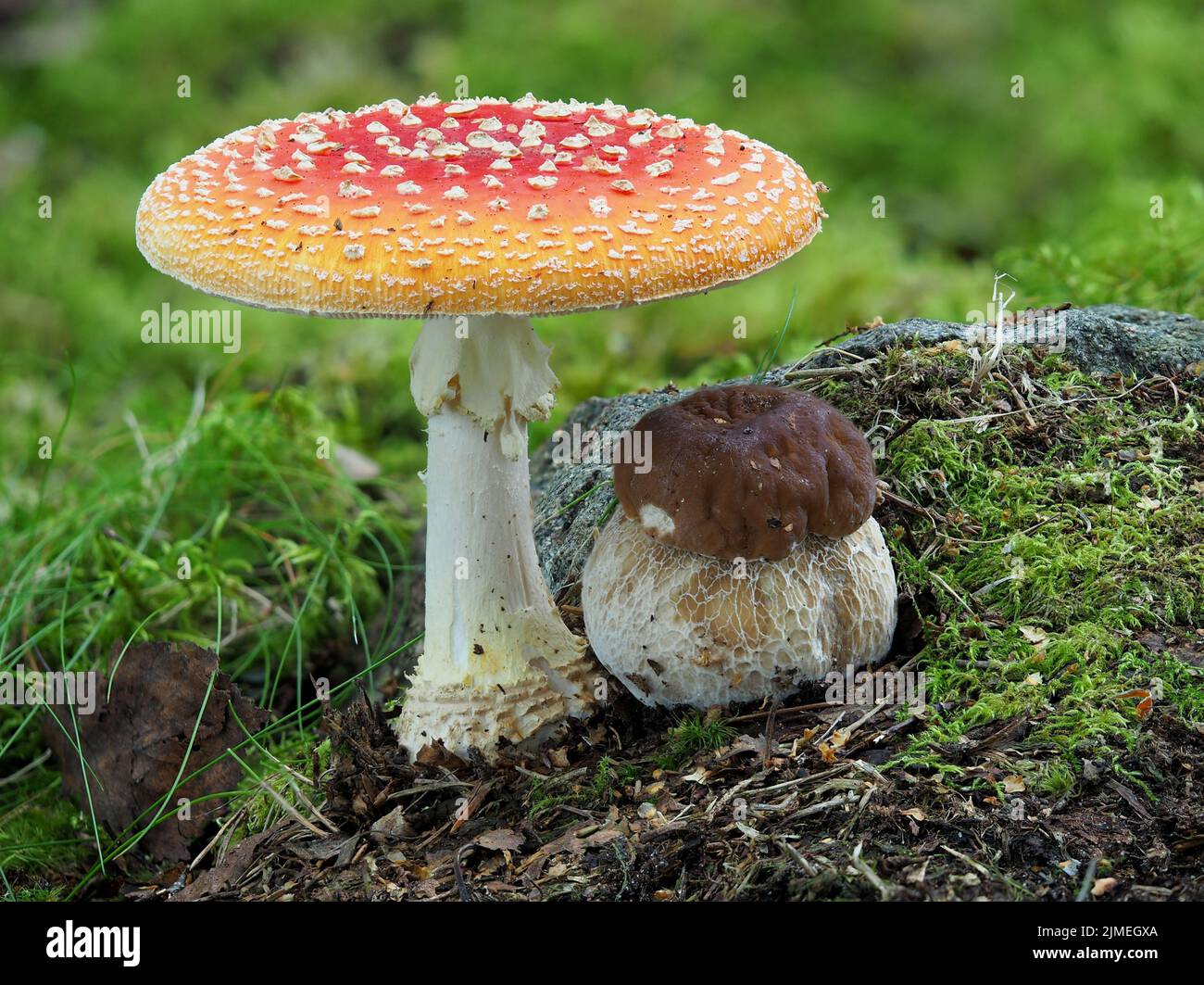 Fly Agaric and Penny Bun Stock Photo - Alamy