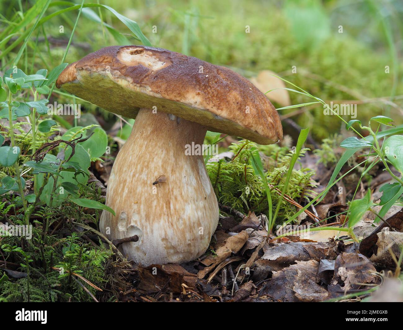 Pine bolete, pinewood king bolete Stock Photo - Alamy