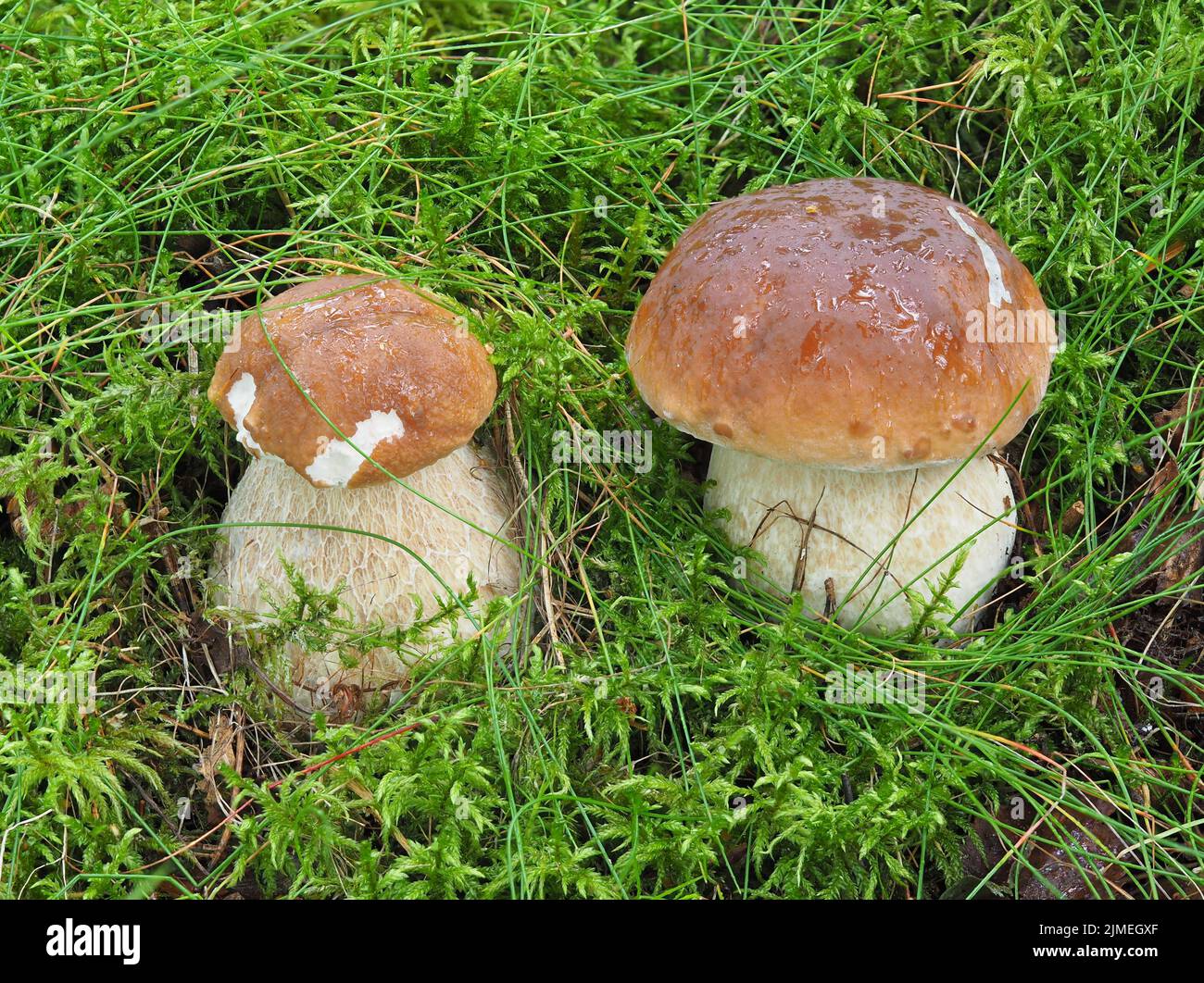 Bolete edulus hi-res stock photography and images - Alamy