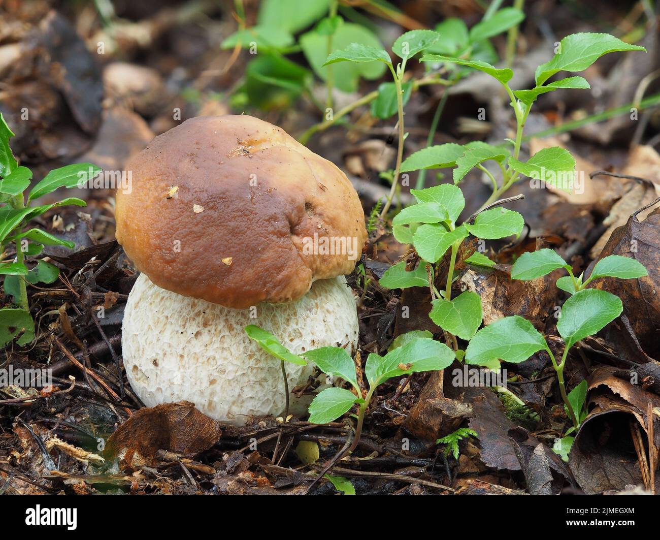 Bolete porcini hi-res stock photography and images - Alamy