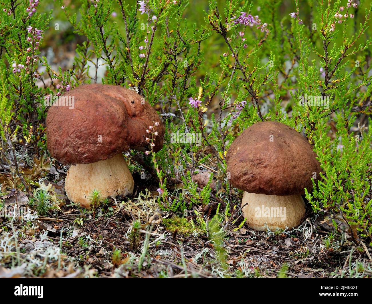 Silver pinewood hi-res stock photography and images - Alamy