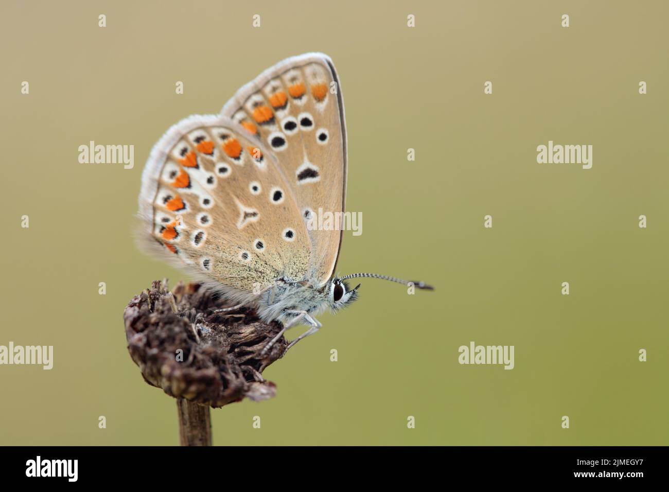 Female common blue butterfly (Polyommatus icarus Stock Photo - Alamy