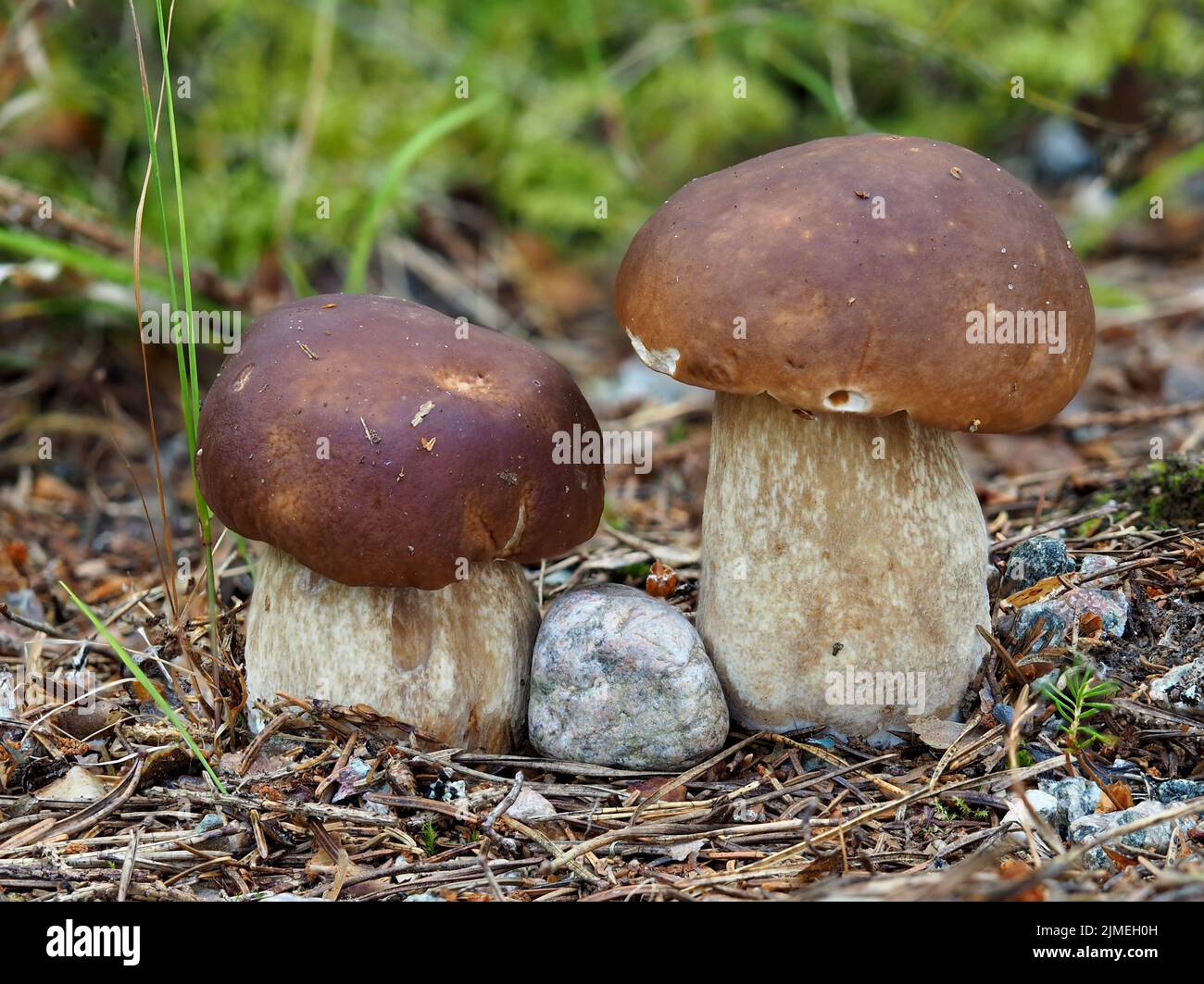 Boletes hi-res stock photography and images - Alamy